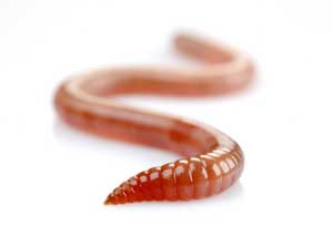 Worms and Worm Farms at the Green Life Soil Co